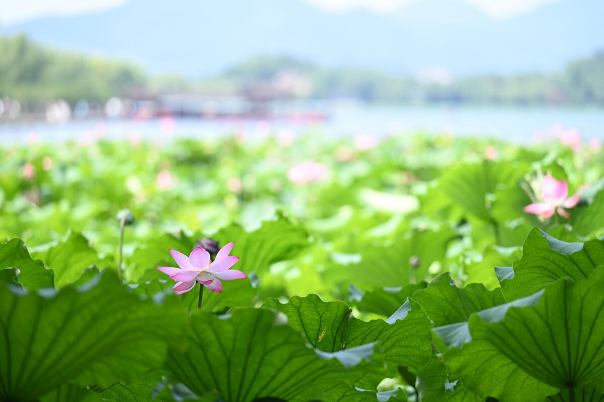 浙江党建网-映日荷花别样红