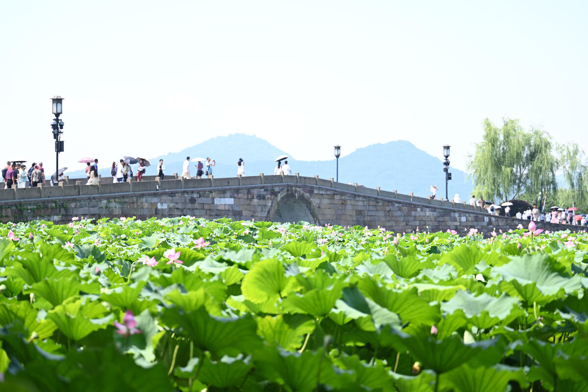 浙江党建网-映日荷花别样红